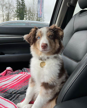 List of Most Popular Dog Names 2024 | Tag4MyPet